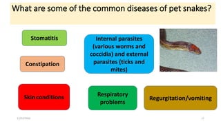 Biology and farming of corn snake (pet snake) | PPTX