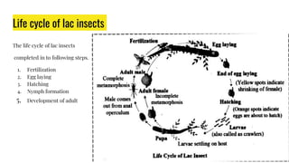 biology and host plants of lac insects.pptx
