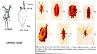 biology and host plants of lac insects.pptx