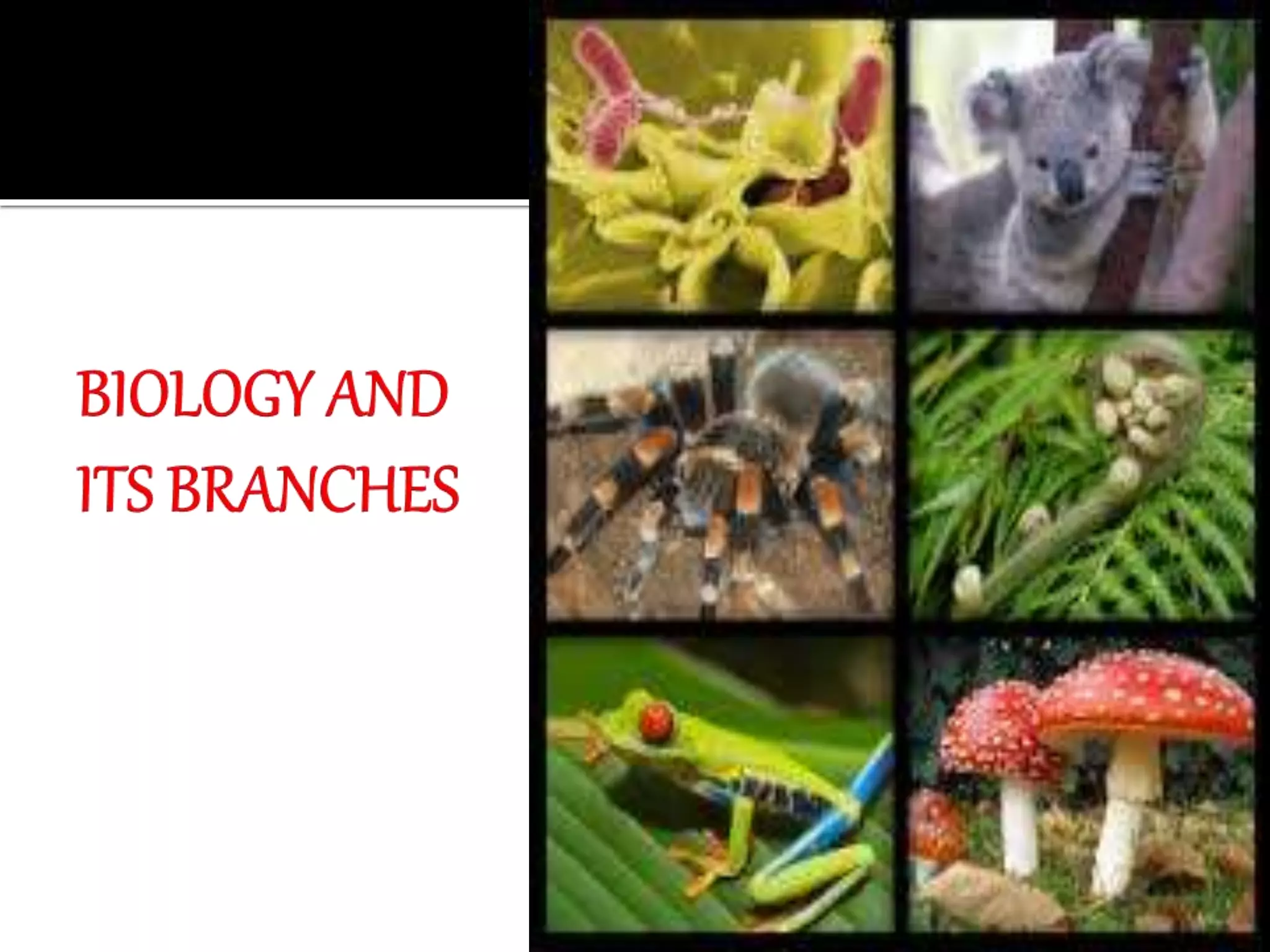 Biology and its branches | PPT