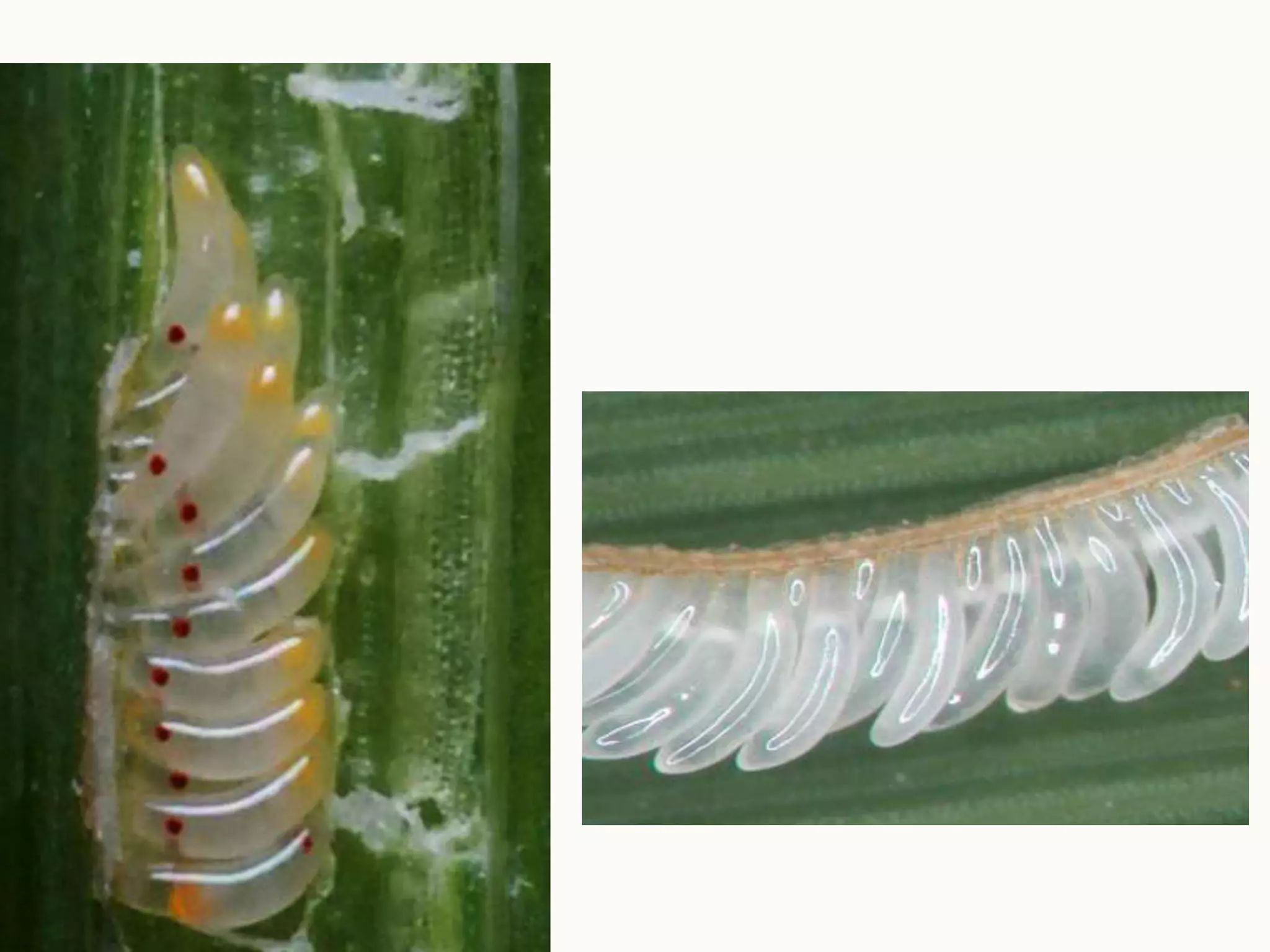 Biology and management of brown plant hopper ( | PPTX