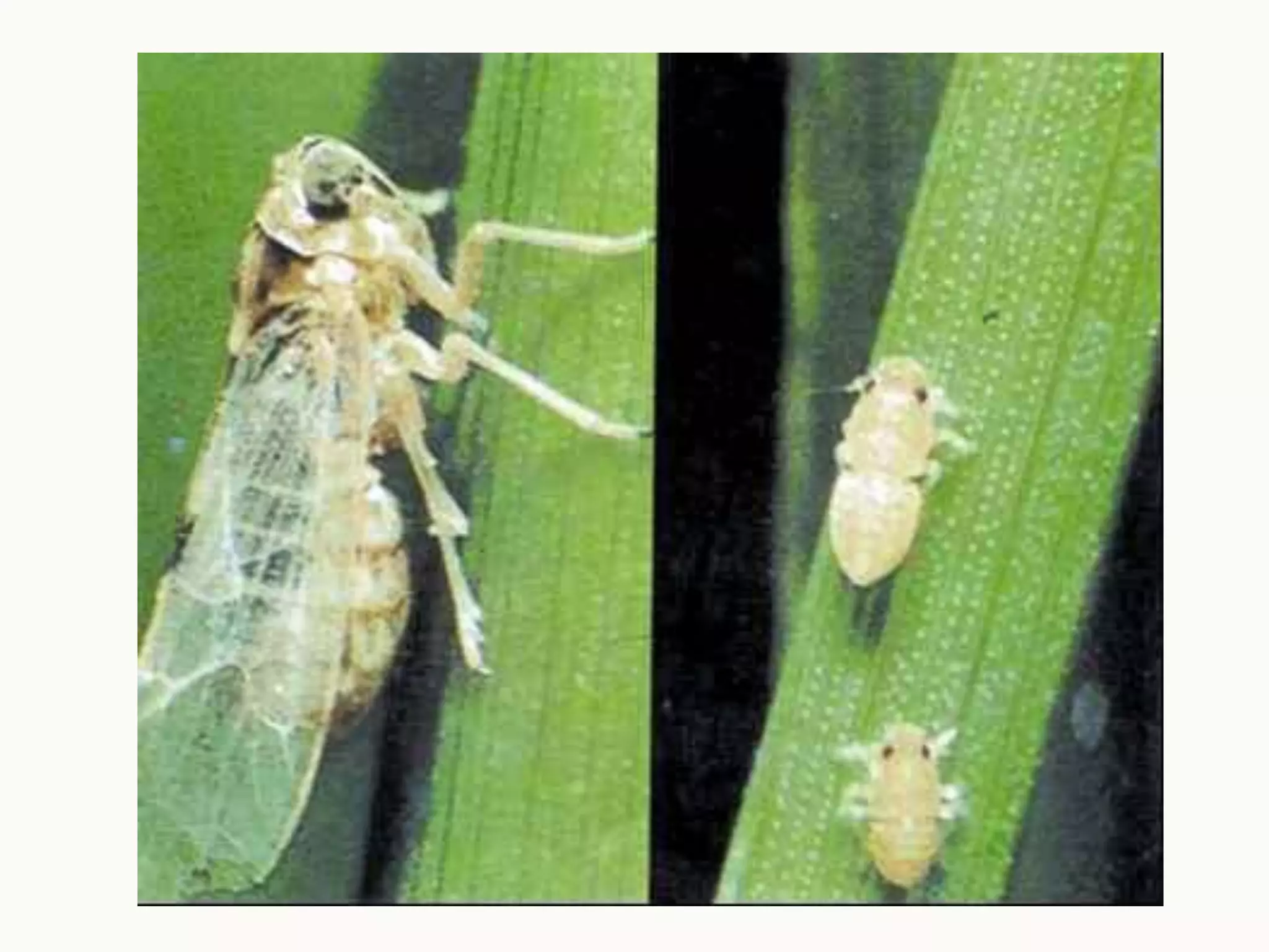 Biology and management of brown plant hopper ( | PPTX