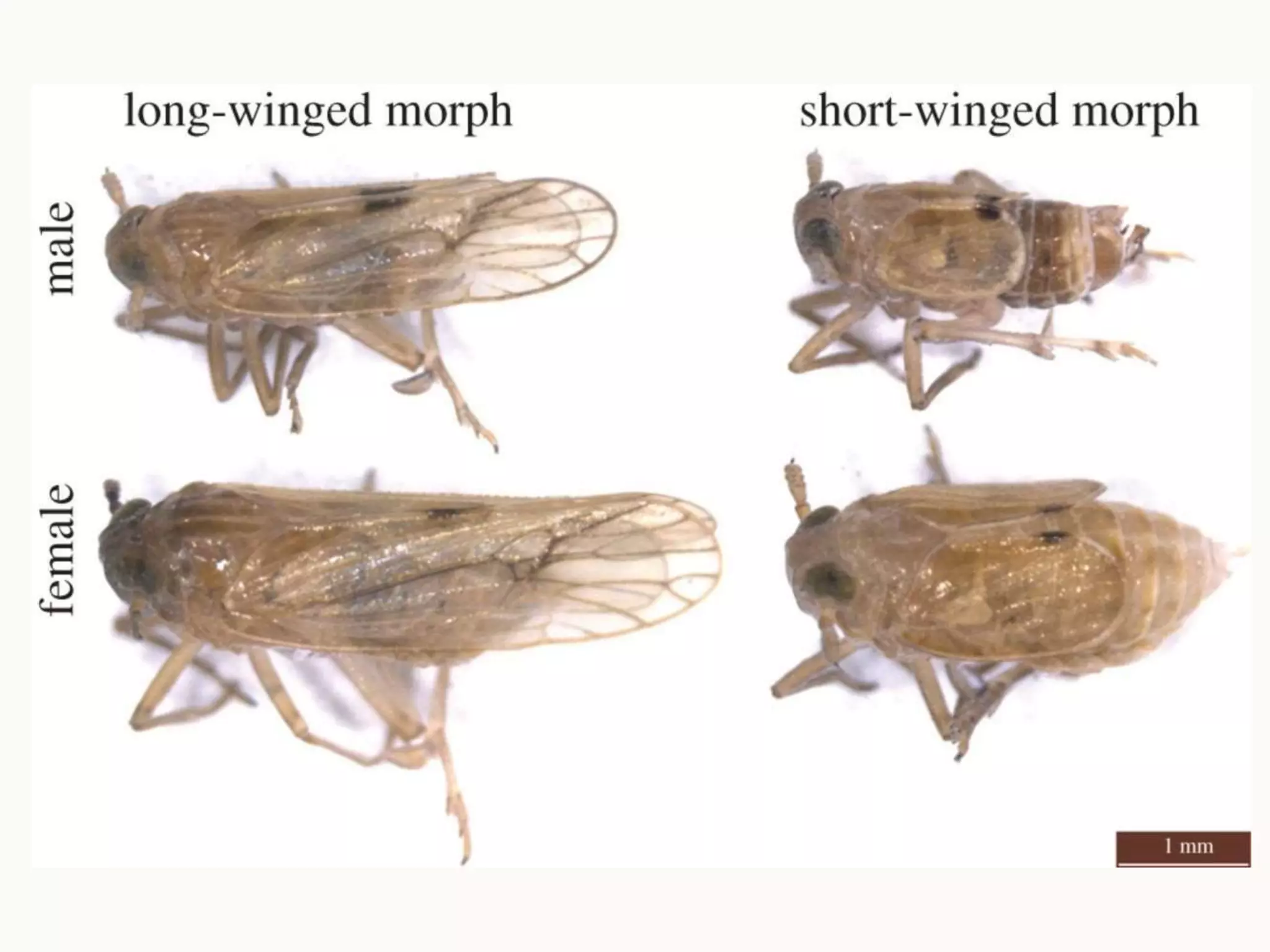 Biology and management of brown plant hopper ( | PPTX