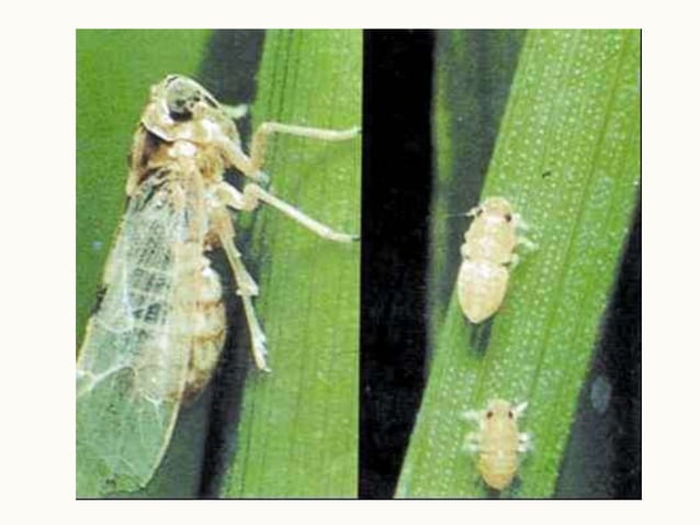 Biology and management of brown plant hopper ( | PPTX