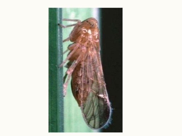 Biology and management of brown plant hopper ( | PPTX