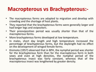 Biology and management of brown plant hopper ( | PPTX