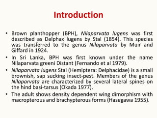 Biology and management of brown plant hopper ( | PPTX