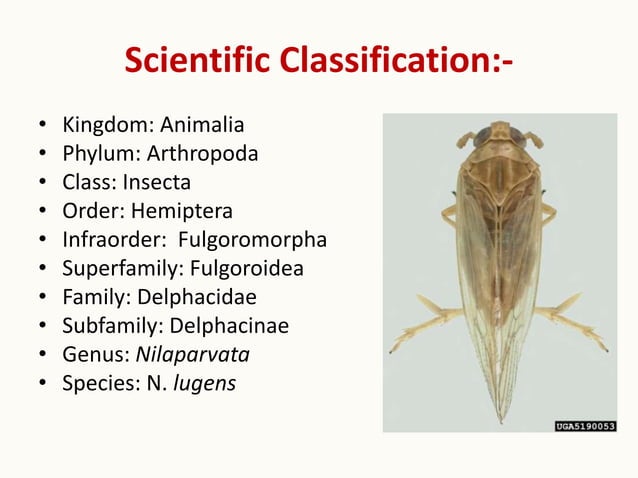 Biology and management of brown plant hopper ( | PPTX