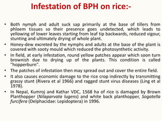 Biology and management of brown plant hopper ( | PPTX