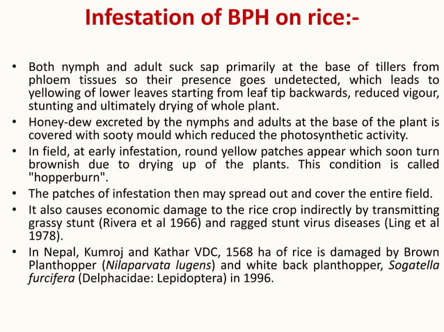 Biology and management of brown plant hopper ( | PPTX