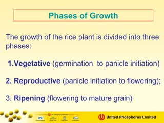 Biology And Package Of Practices Of Rice | PPT