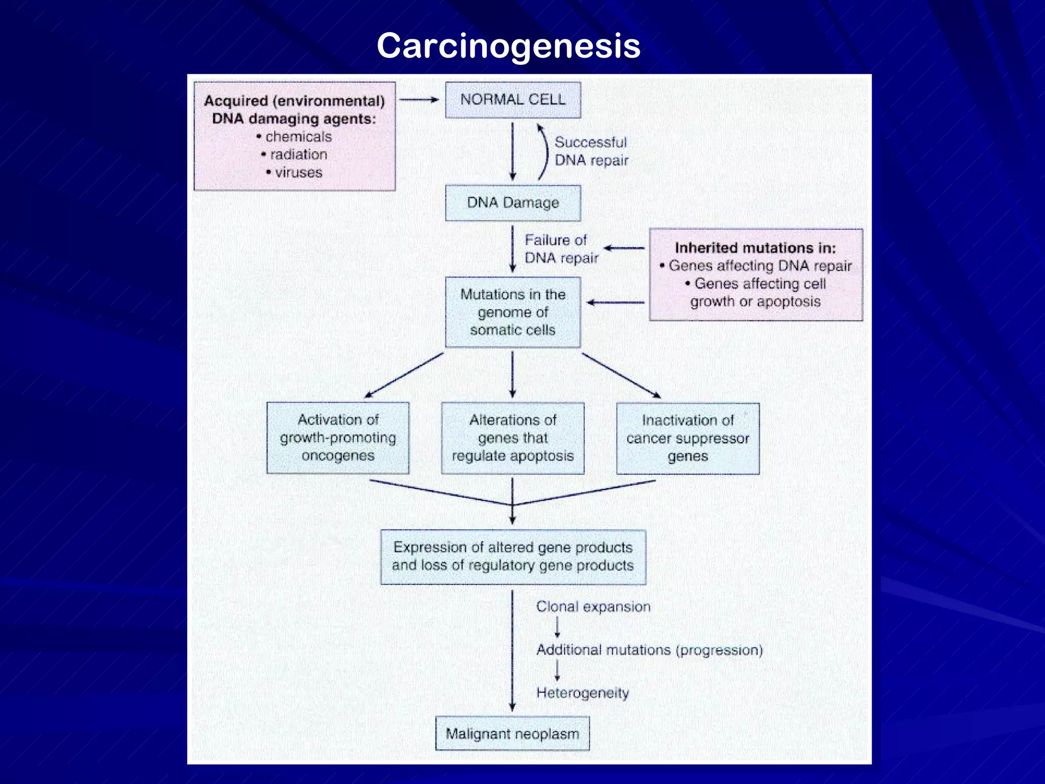 Biology And Pathophysiology Of Cancer | PPT | Cancer | Diseases and ...