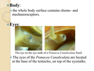 Biology and physiology of Pomacea Canaliculata | PPTX