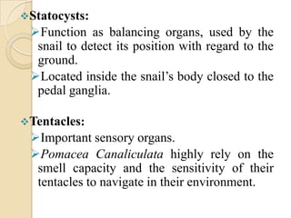 Biology and physiology of Pomacea Canaliculata | PPTX