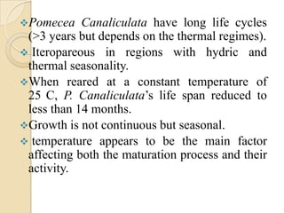 Biology And Physiology Of Pomacea Canaliculata Pptx