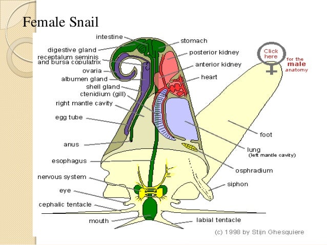 Biology and physiology of Pomacea Canaliculata