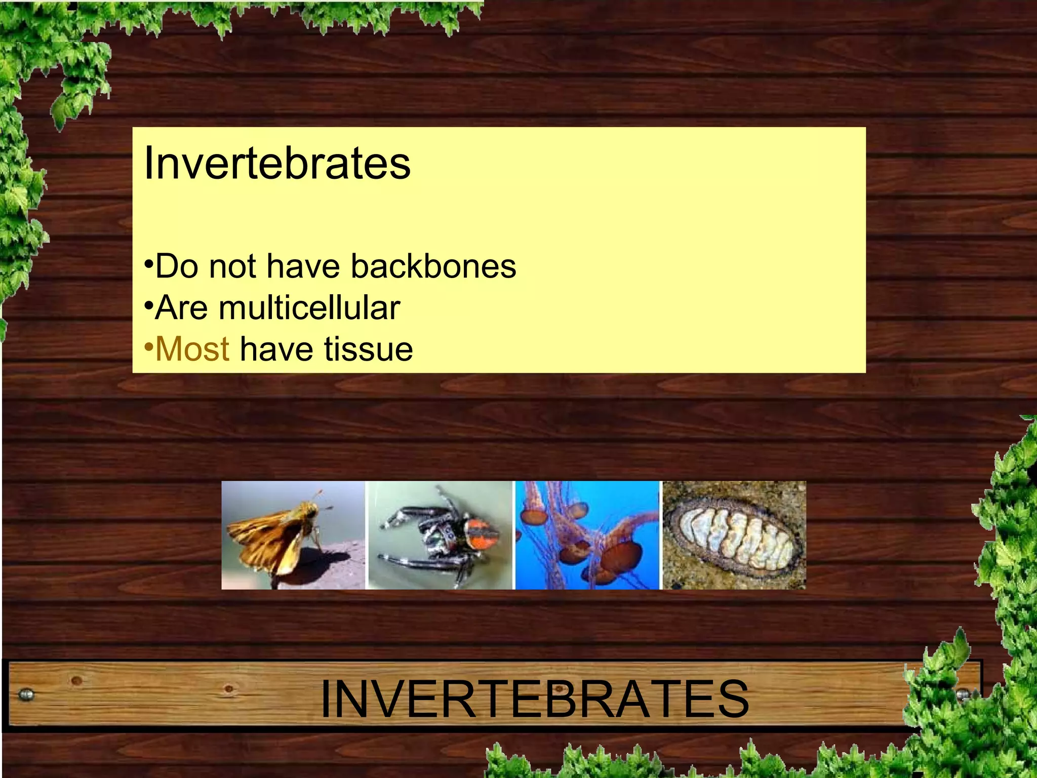 3rd Grade Biology: Animal Kingdom | PPT