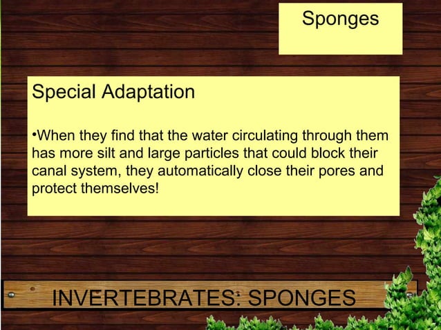 3rd Grade Biology: Animal Kingdom | PPT