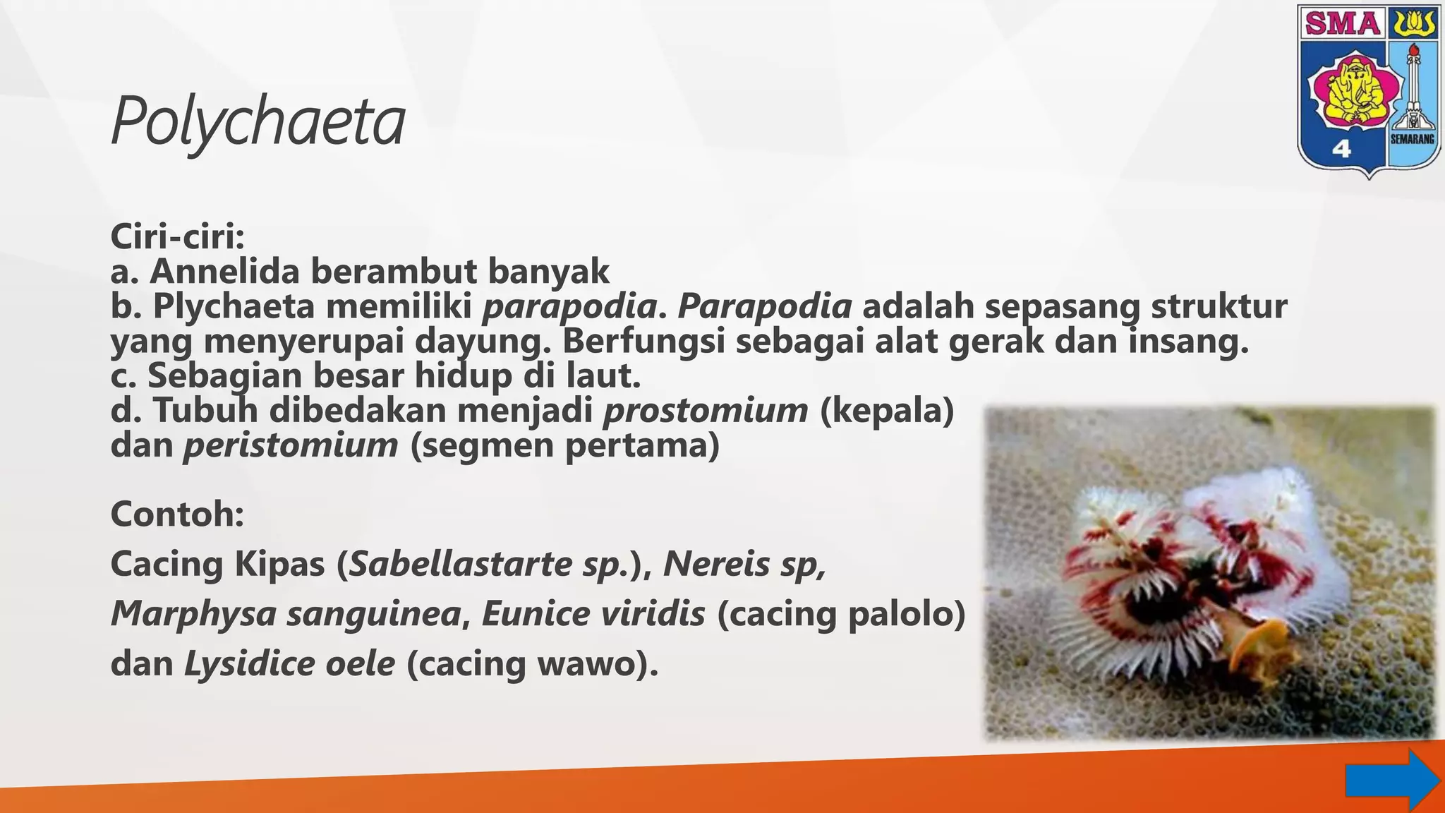Biology Annelida | PPTX