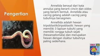 Biology Annelida | PPTX