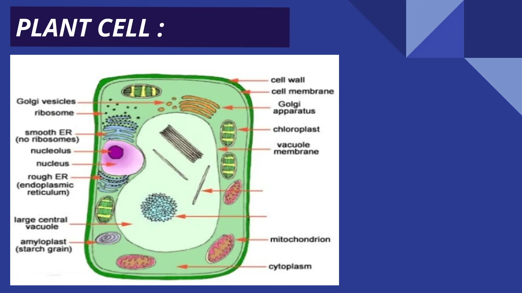 Biology assignment 2.pptxbiologyalumof cell | PPT