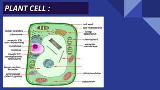 Biology assignment 2.pptxbiologyalumof cell | PPTX