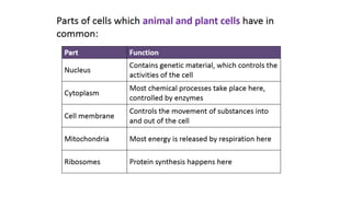 Biology- B2 Revision powerpoint | PPTX