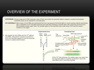 Biology bartel and szostak experiment | PPT