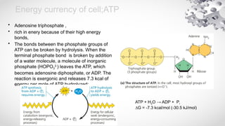 Bioenergetics(photosynthesis + respiration).pptx