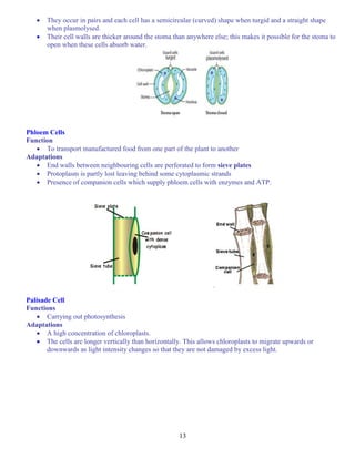Biology(borniface) | PDF