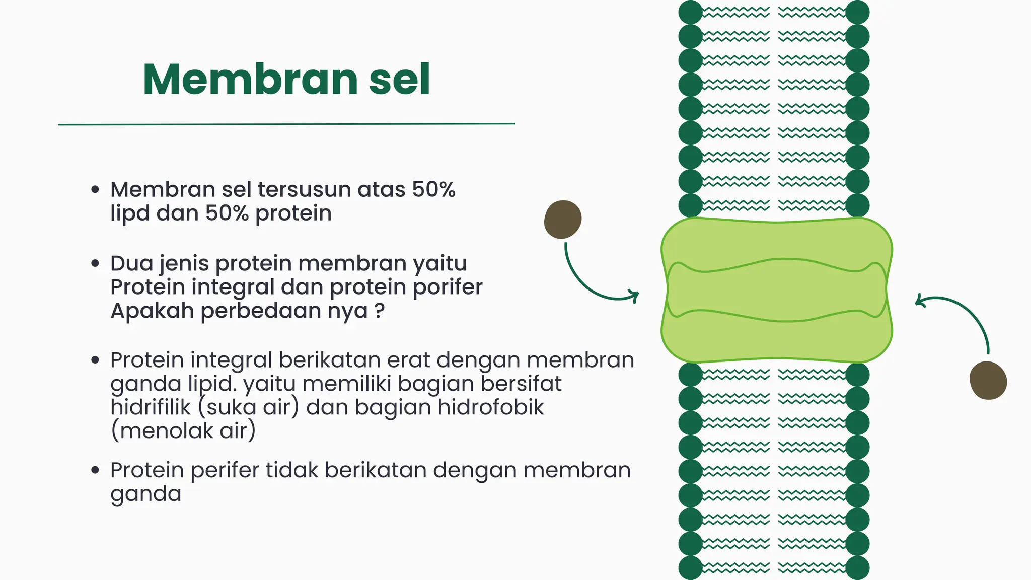 Biology Cell presentation in green white illustrative style (1).pdf