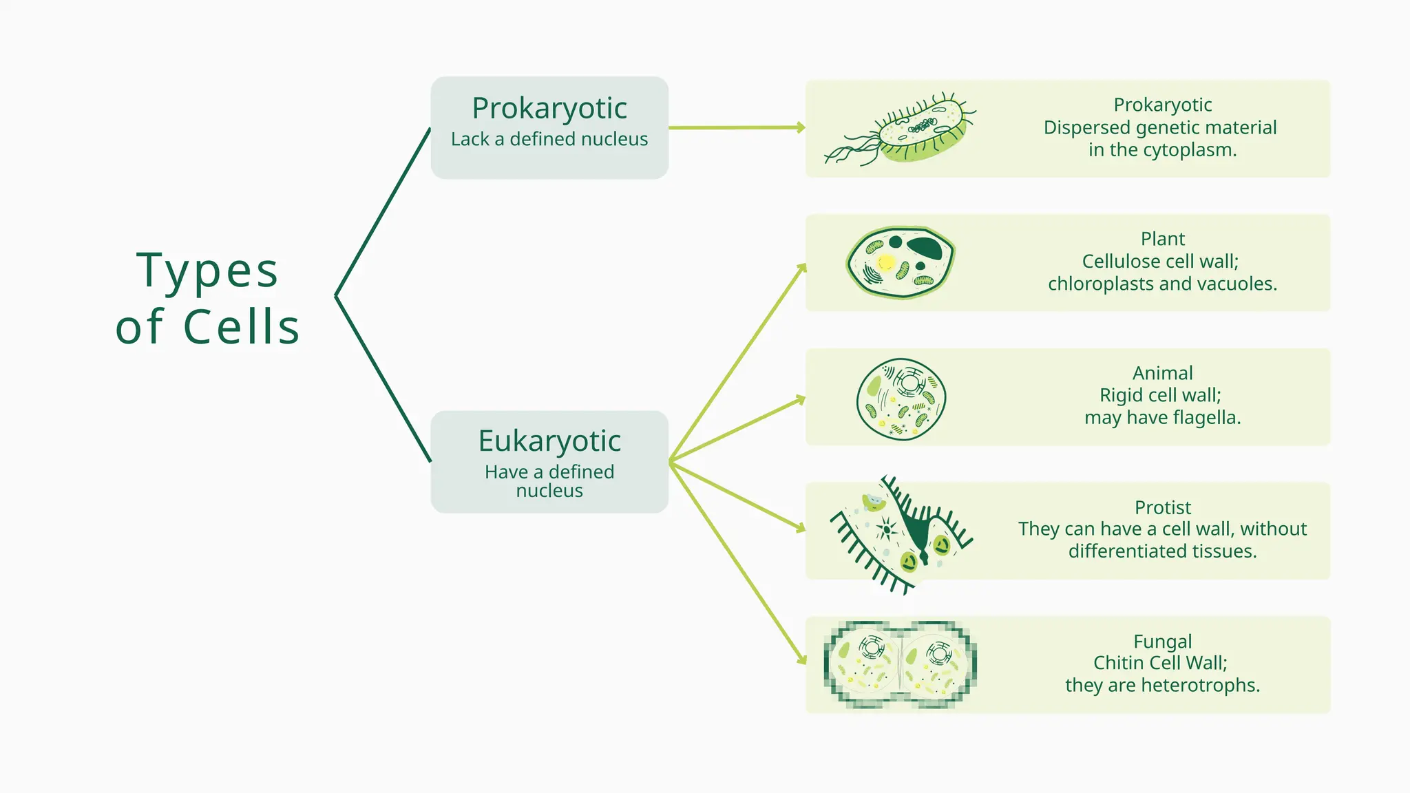 Biology Cell presentation in green white illustrative style_20240718 ...