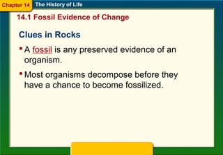 Unit 7 History of Life Notes | PPT