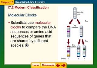 Biology Ch. 17.ppt. Materi pokok, bahan pembelajaran | PPT