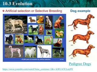 Artificial Selection Biology