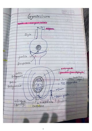 Sexual Reproduction in Flowering Plants Ch -2 Notes Class 12 Biology | PDF