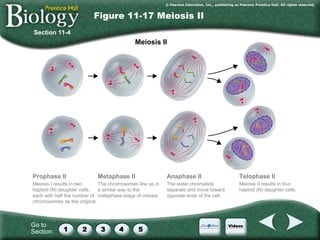Prentice Hall Biology Meiosis