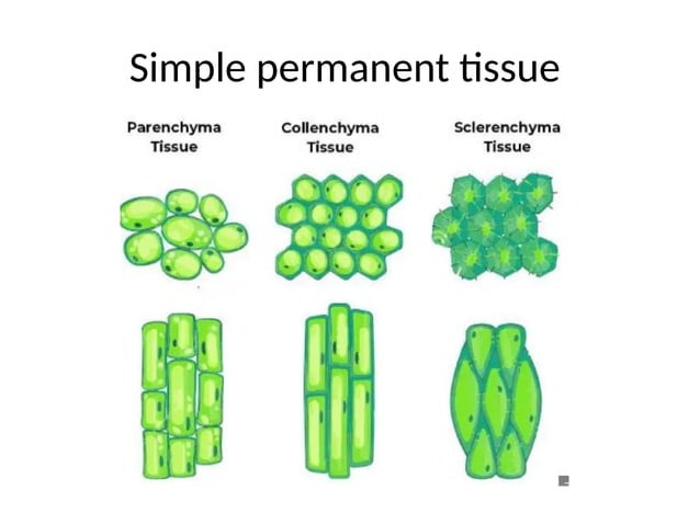 Biology chapter 2 tissue diagrammatically explanation.pptx