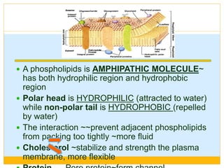 Biology chapter 3 | PPTX