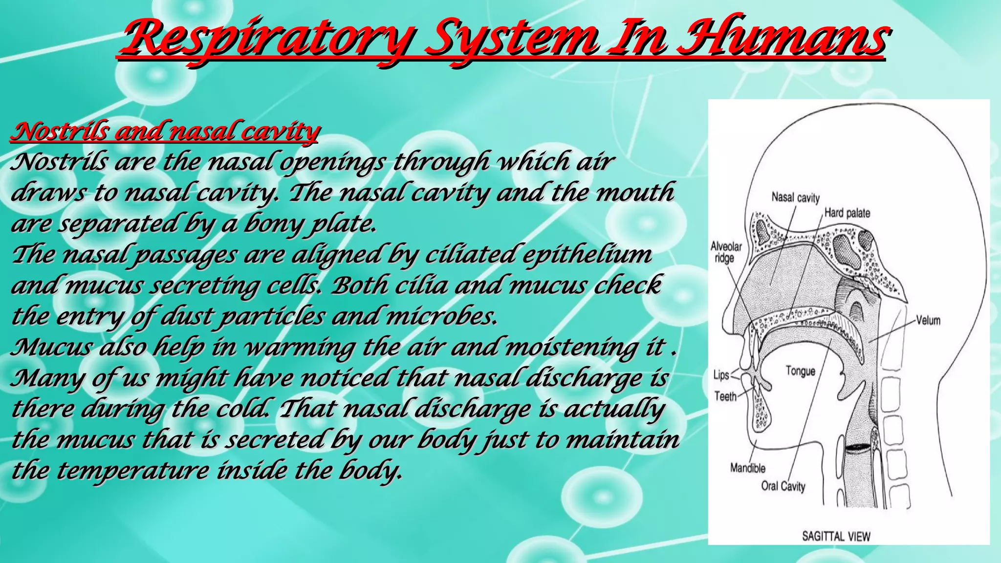 Respiration Class 10 | PDF