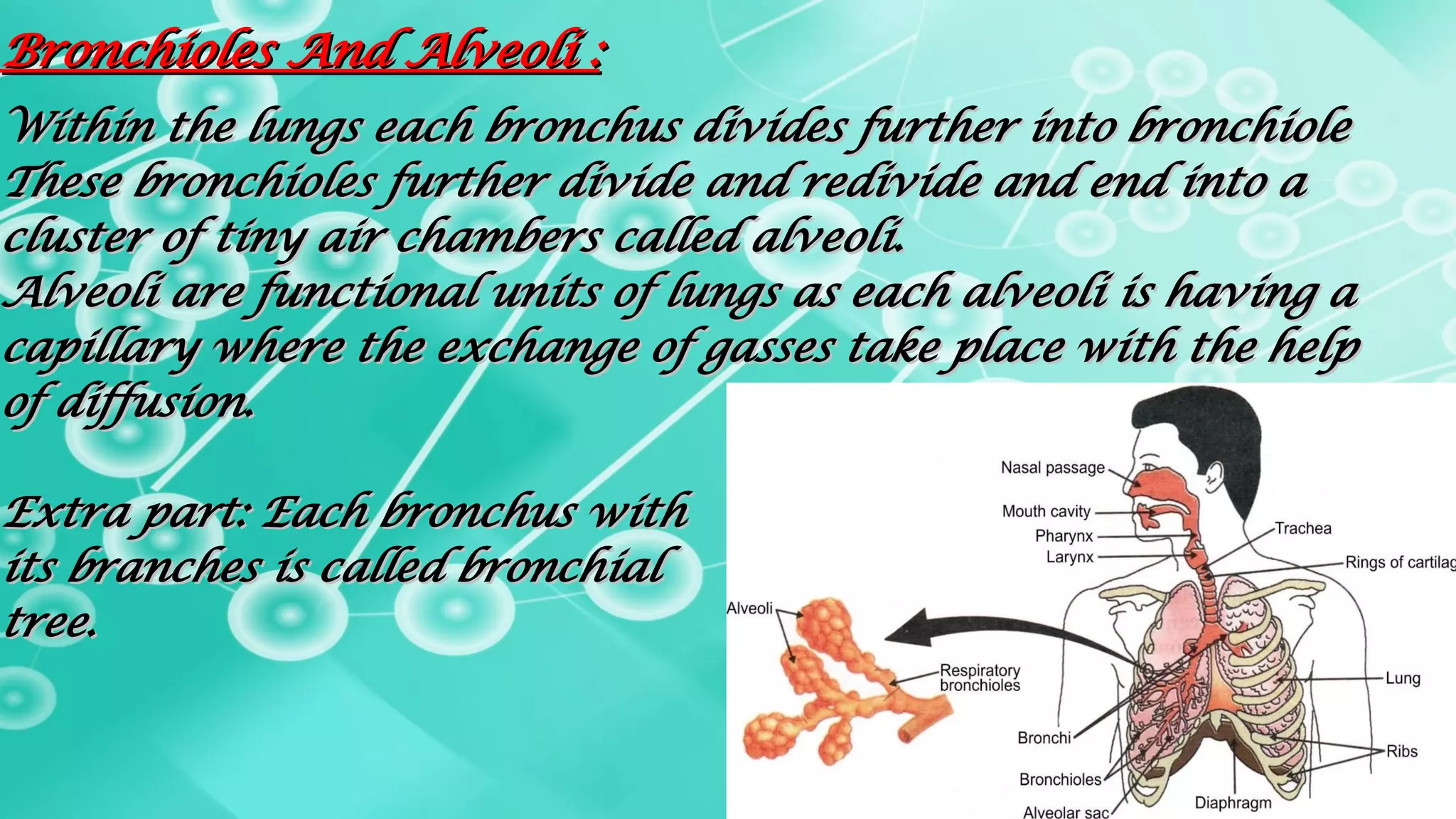 Respiration Class 10 | PDF