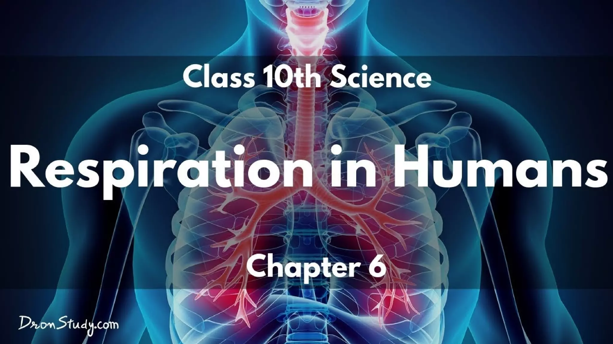 Respiration Class 10 | PDF