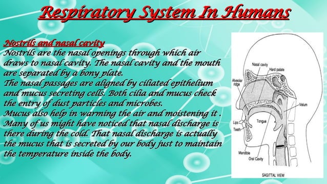 Respiration Class 10 | PDF