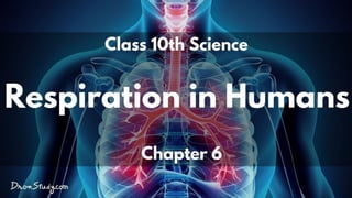 Respiration Class 10 | PDF