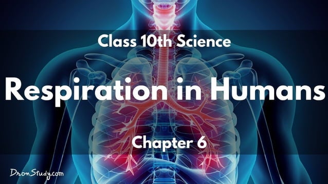 Respiration Class 10 | PDF