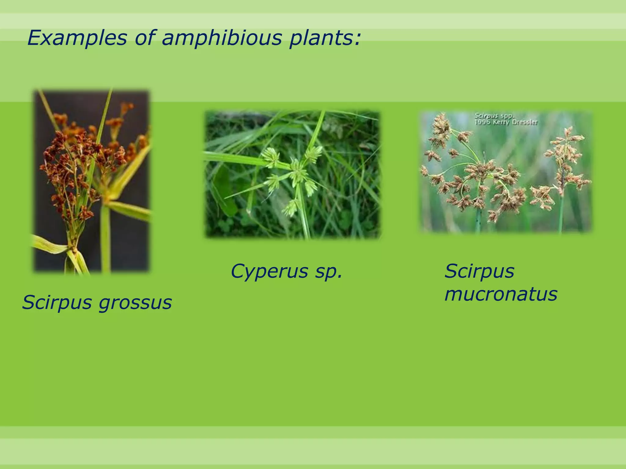 Biology chapter 8 colonisation and succession in a pond | PPT