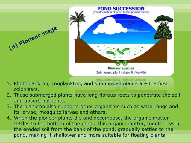 Biology chapter 8 colonisation and succession in a pond | PPT