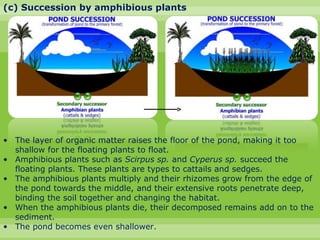 Biology chapter 8 colonisation and succession in a pond | PPT