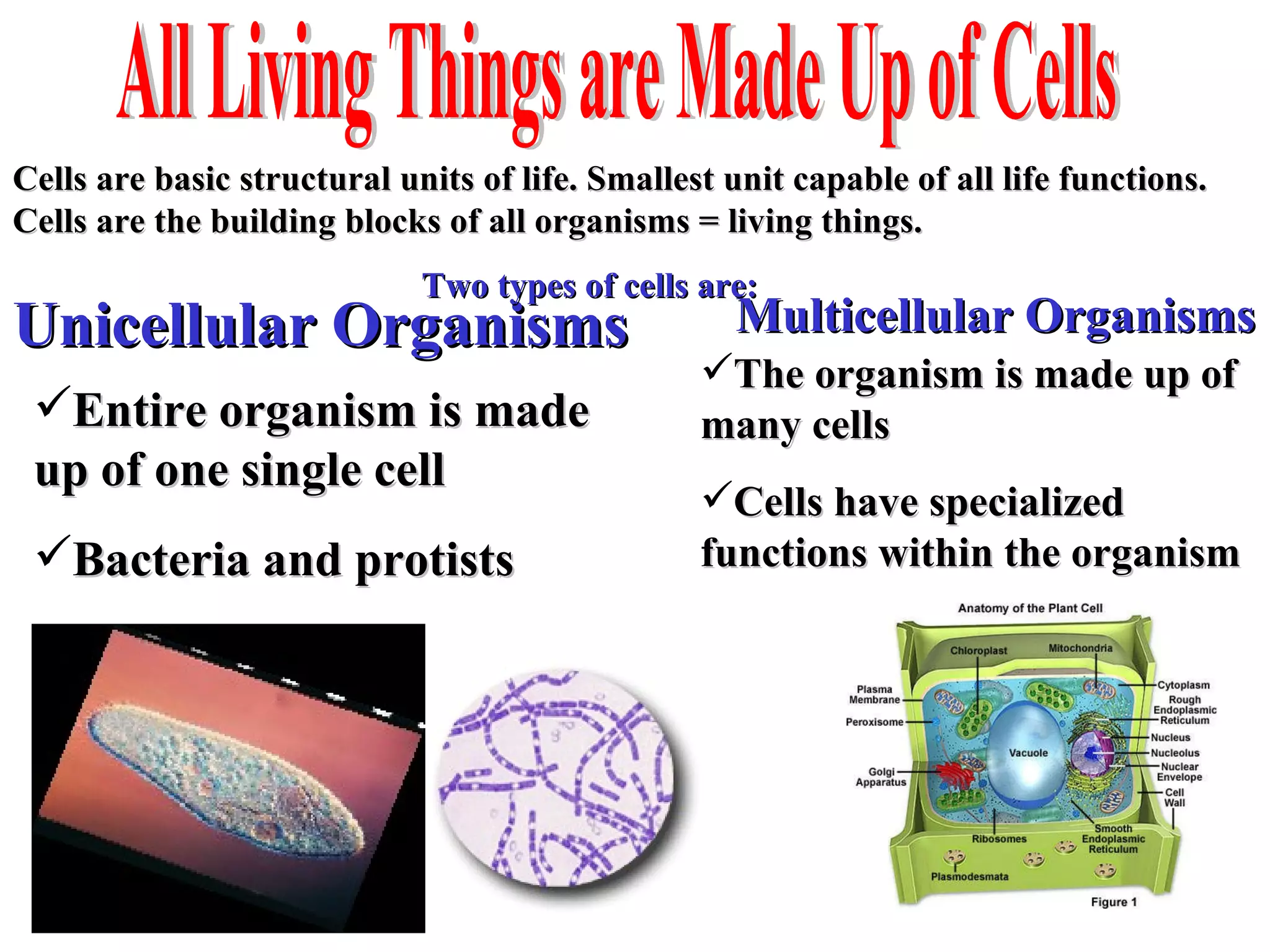Biology characteristics of living things | PPT