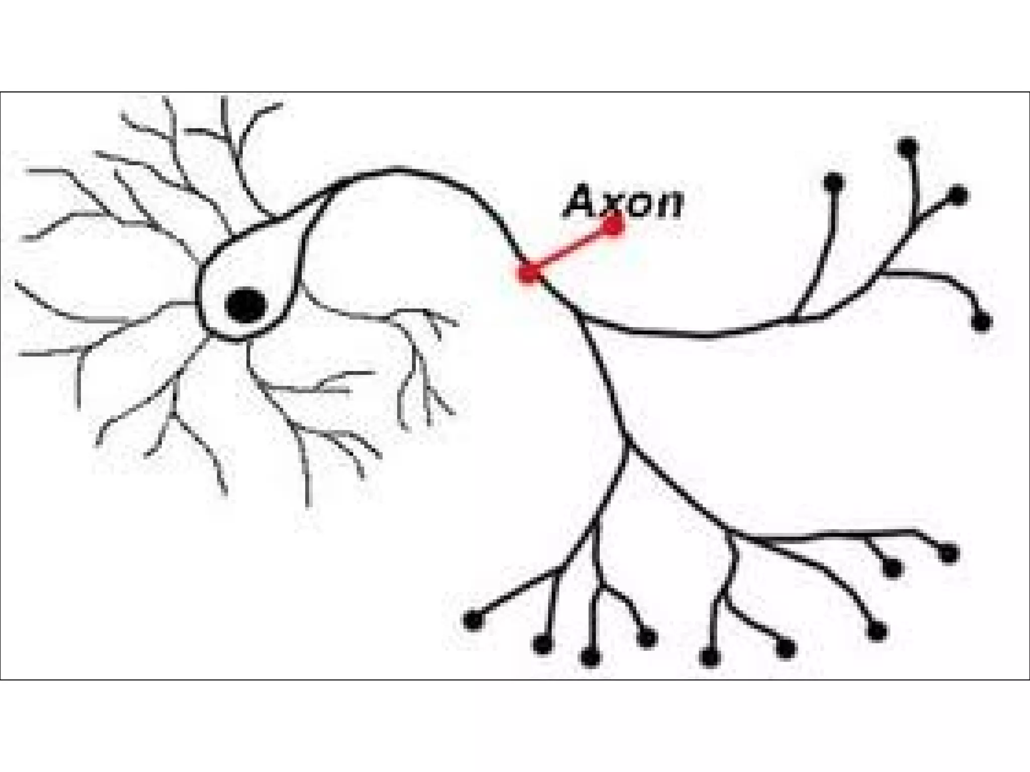 Biology charts | PPT